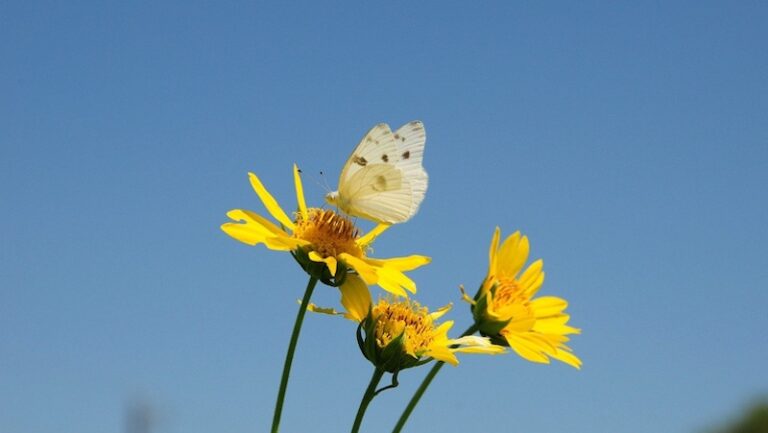 Menceraikan Istri Demi Wanita Lain? Ini Kisah Cinta Khalid bin Yazid dan Ramlah - Rumaysho.Com