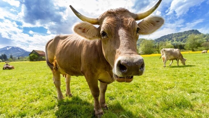 Perintah Nabi Agar Memelihara Jenggot - Rumaysho.Com